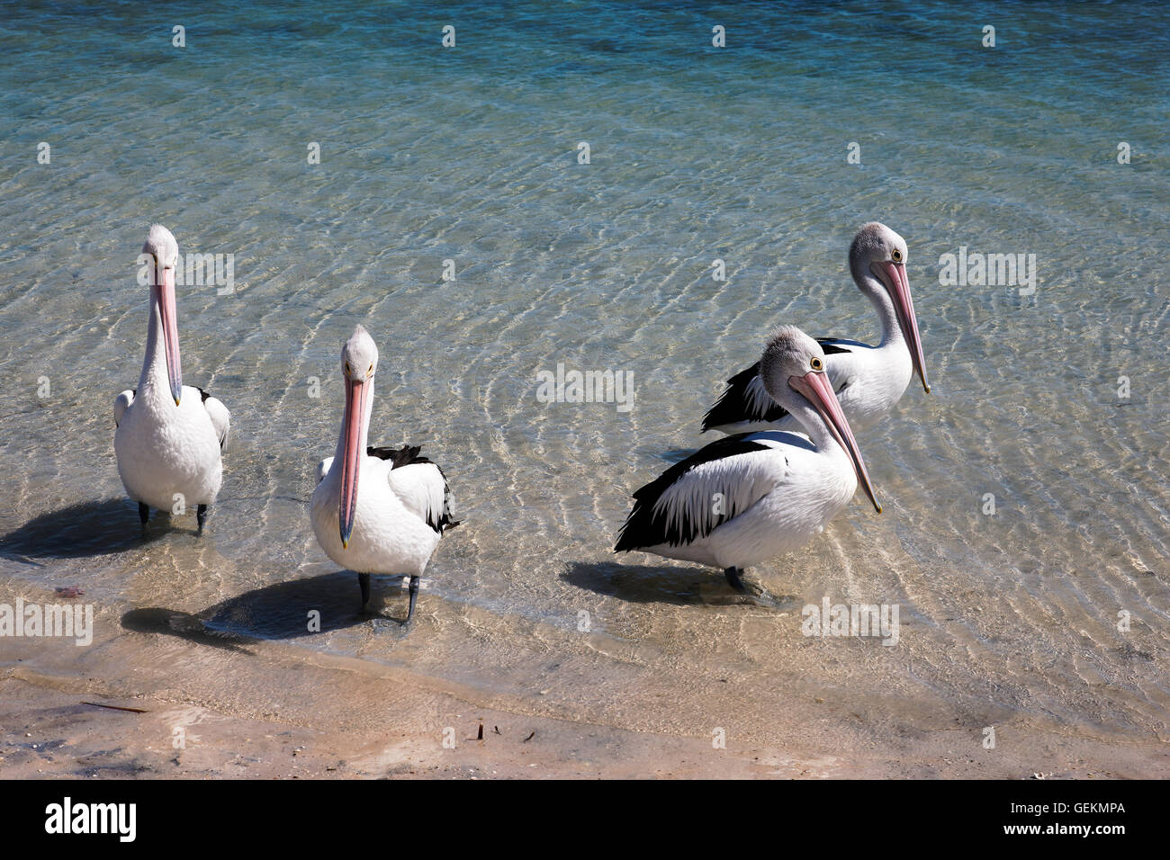 Australian birdlife hi-res stock photography and images - Alamy