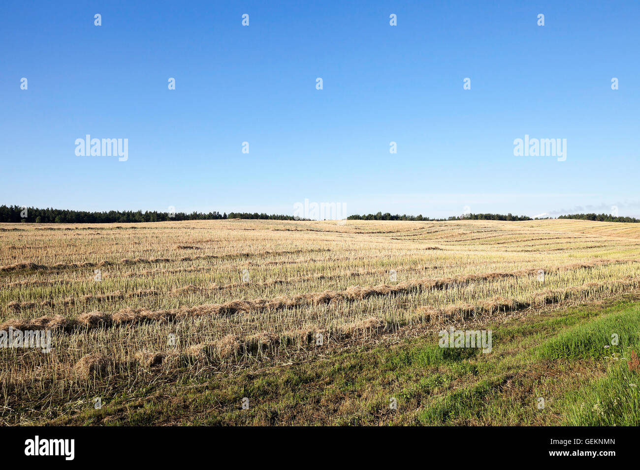 farm field cereals Stock Photo - Alamy