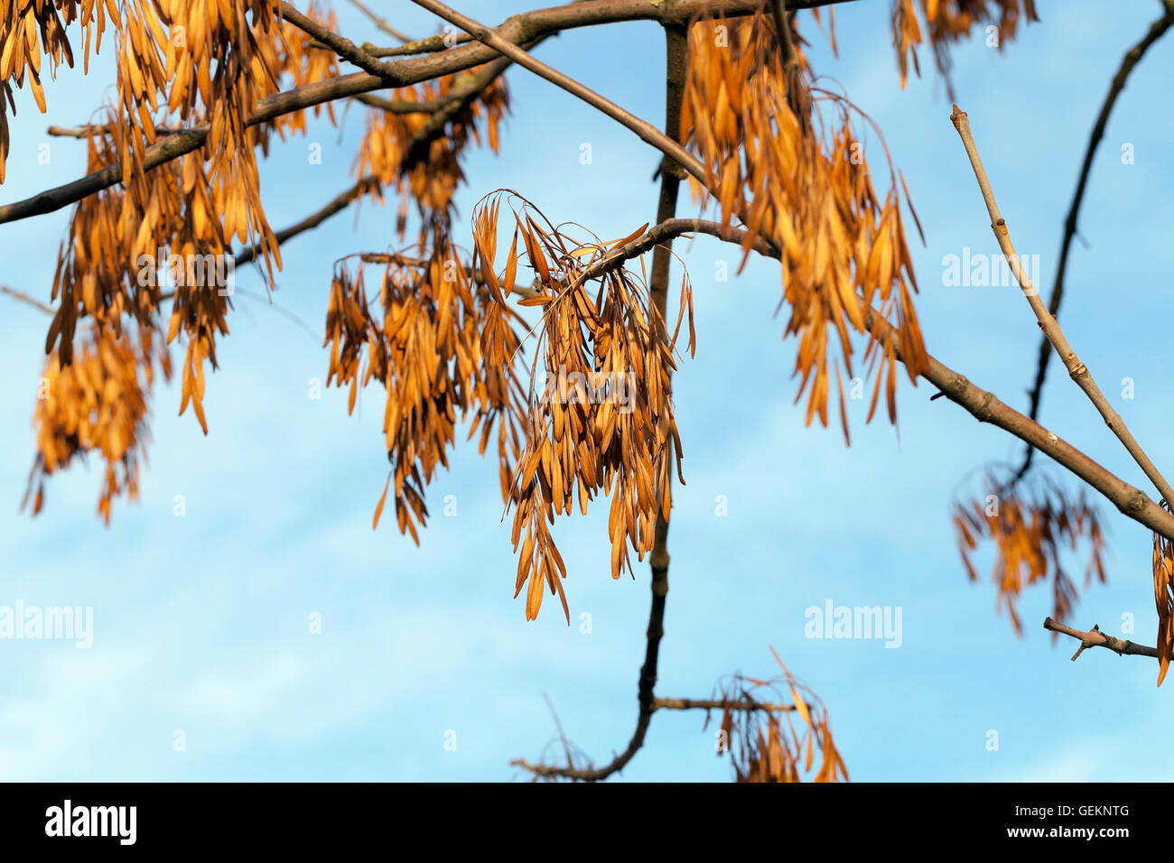 maple seeds fall Stock Photo - Alamy