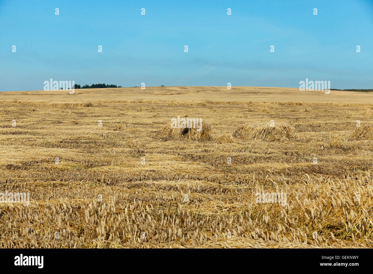 farm field cereals Stock Photo - Alamy