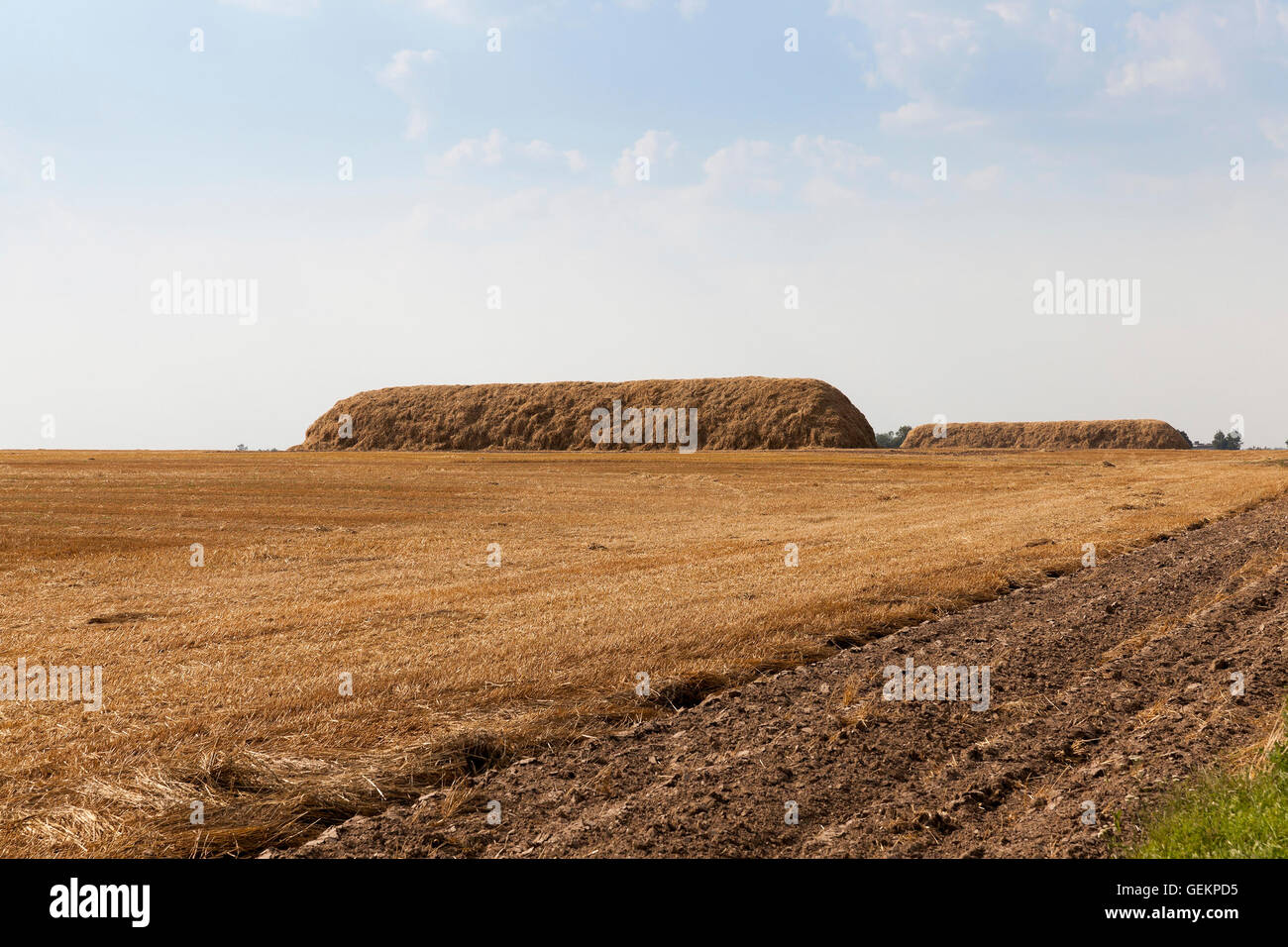 farm field cereals Stock Photo - Alamy