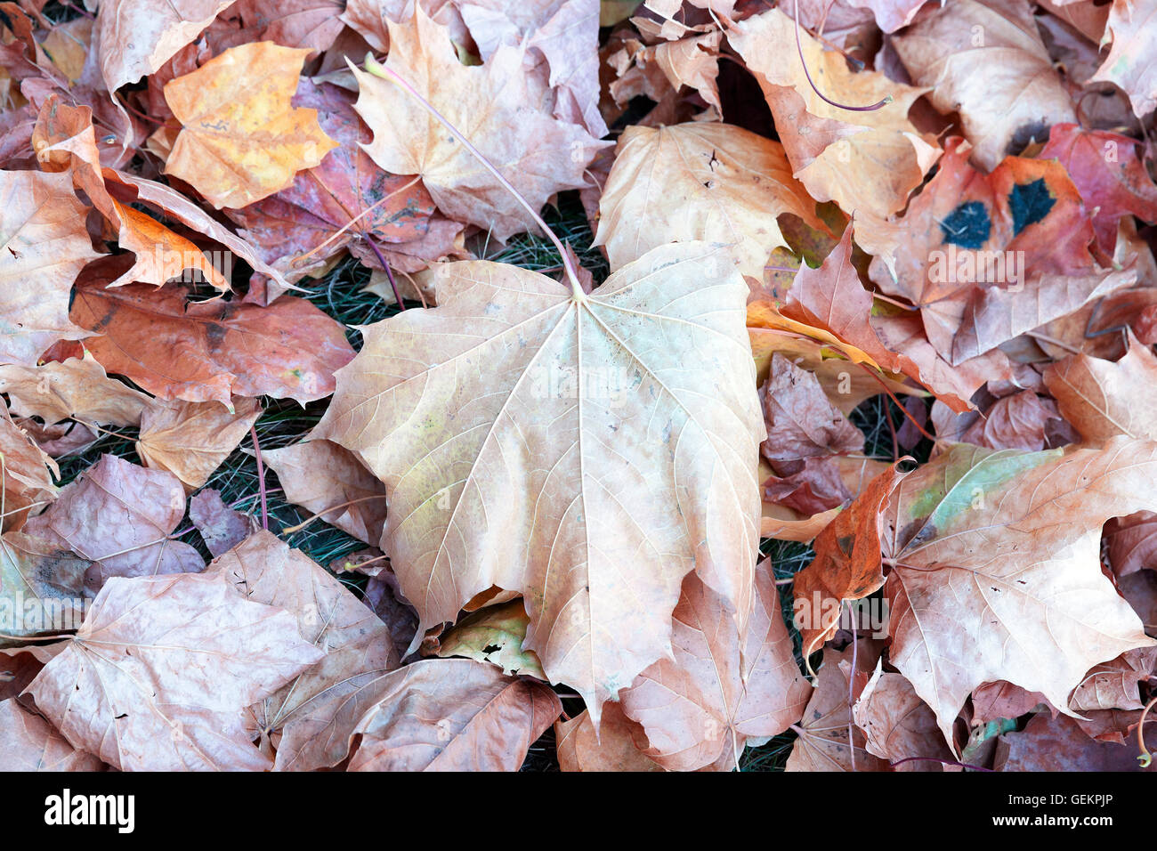 The fallen to the ground Stock Photo - Alamy