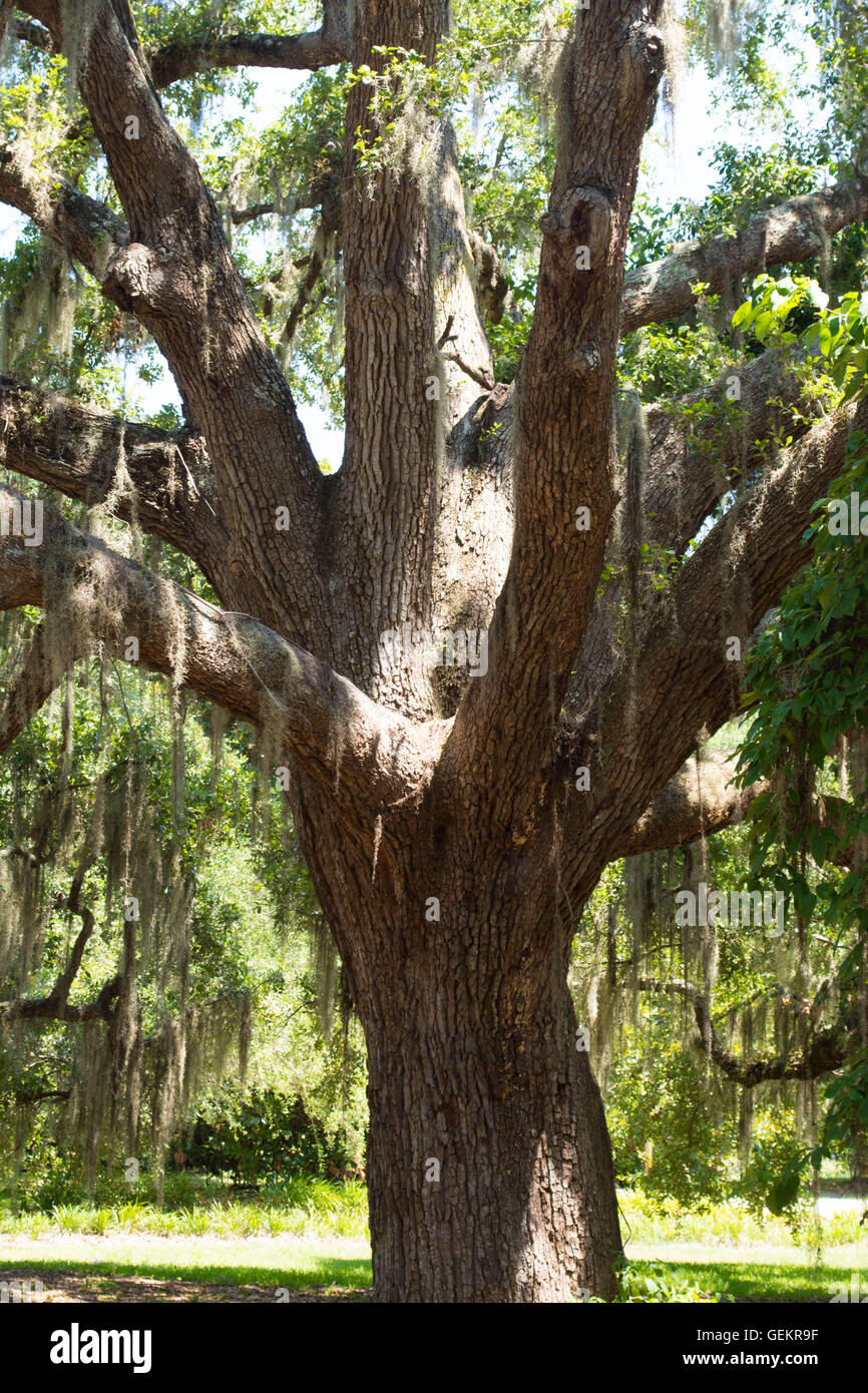 Living oak tree of South Carolina Stock Photo - Alamy