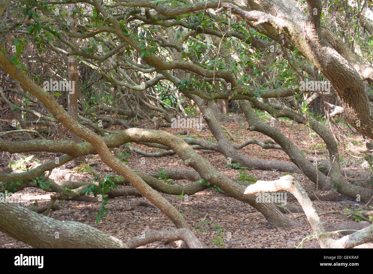 roots of the trees on the ground Stock Photo - Alamy