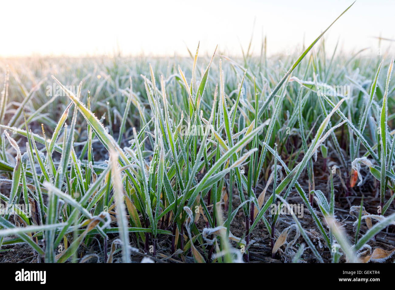 Frost covered wheat hi-res stock photography and images - Alamy