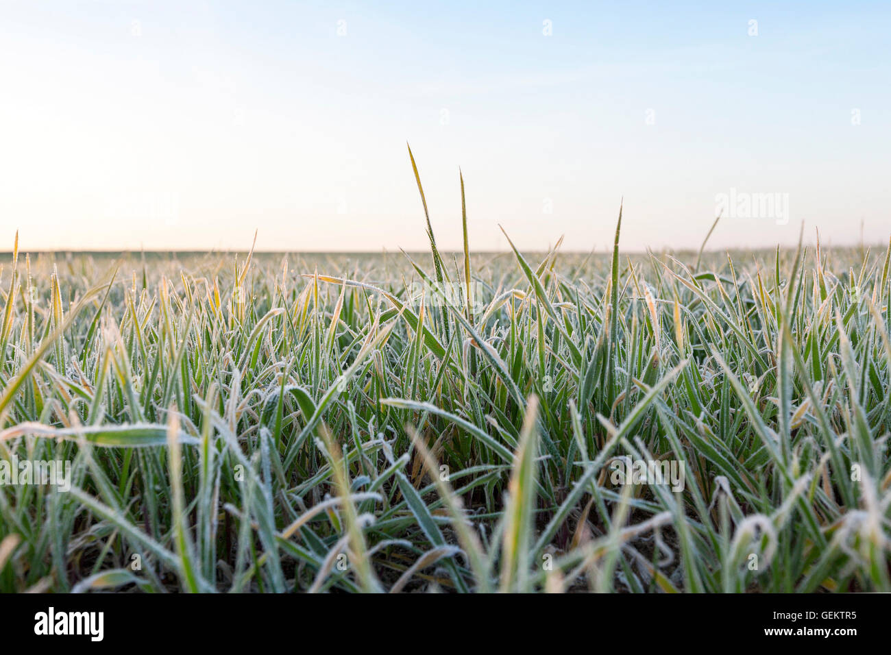 wheat during frost Stock Photo - Alamy