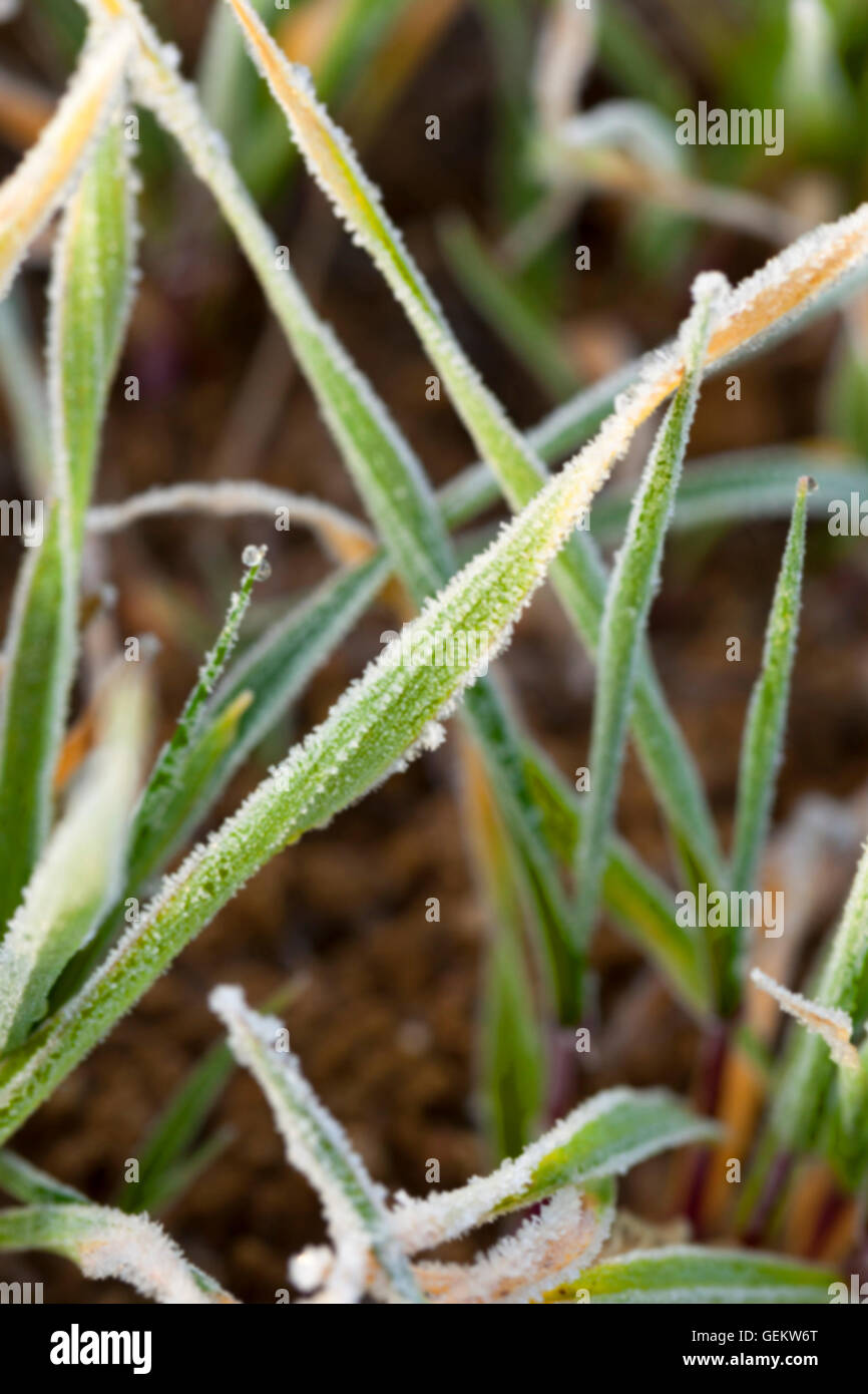 young grass plants, close-up Stock Photo - Alamy