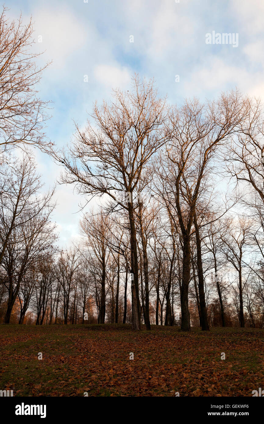 trees in the park at sunset Stock Photo - Alamy