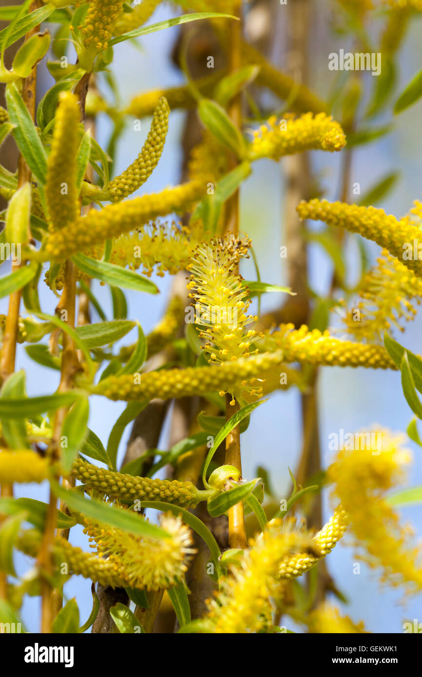 Early spring growth willow tree hi-res stock photography and images - Alamy