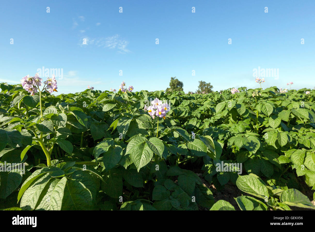 Agriculture, potato field Stock Photo - Alamy