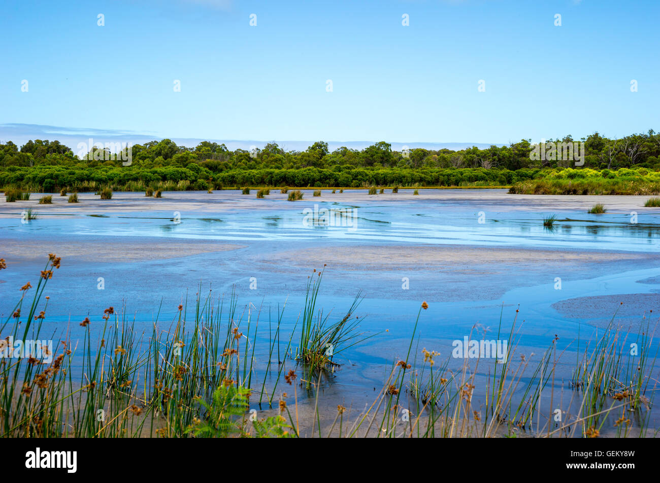 Yanchep national park in Western Australia with natural bush and trees ...