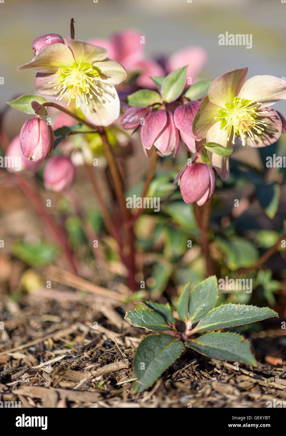 Lenten rose hellebore hi-res stock photography and images - Alamy