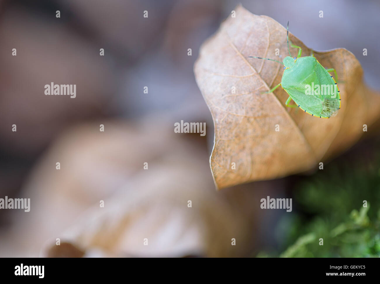 Dead bug on green hi-res stock photography and images - Alamy