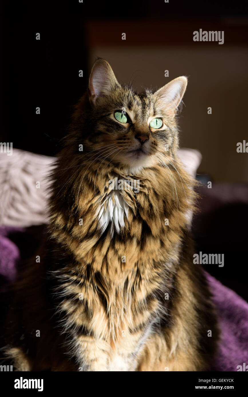 Cat dramatic lighting hi-res stock photography and images - Alamy