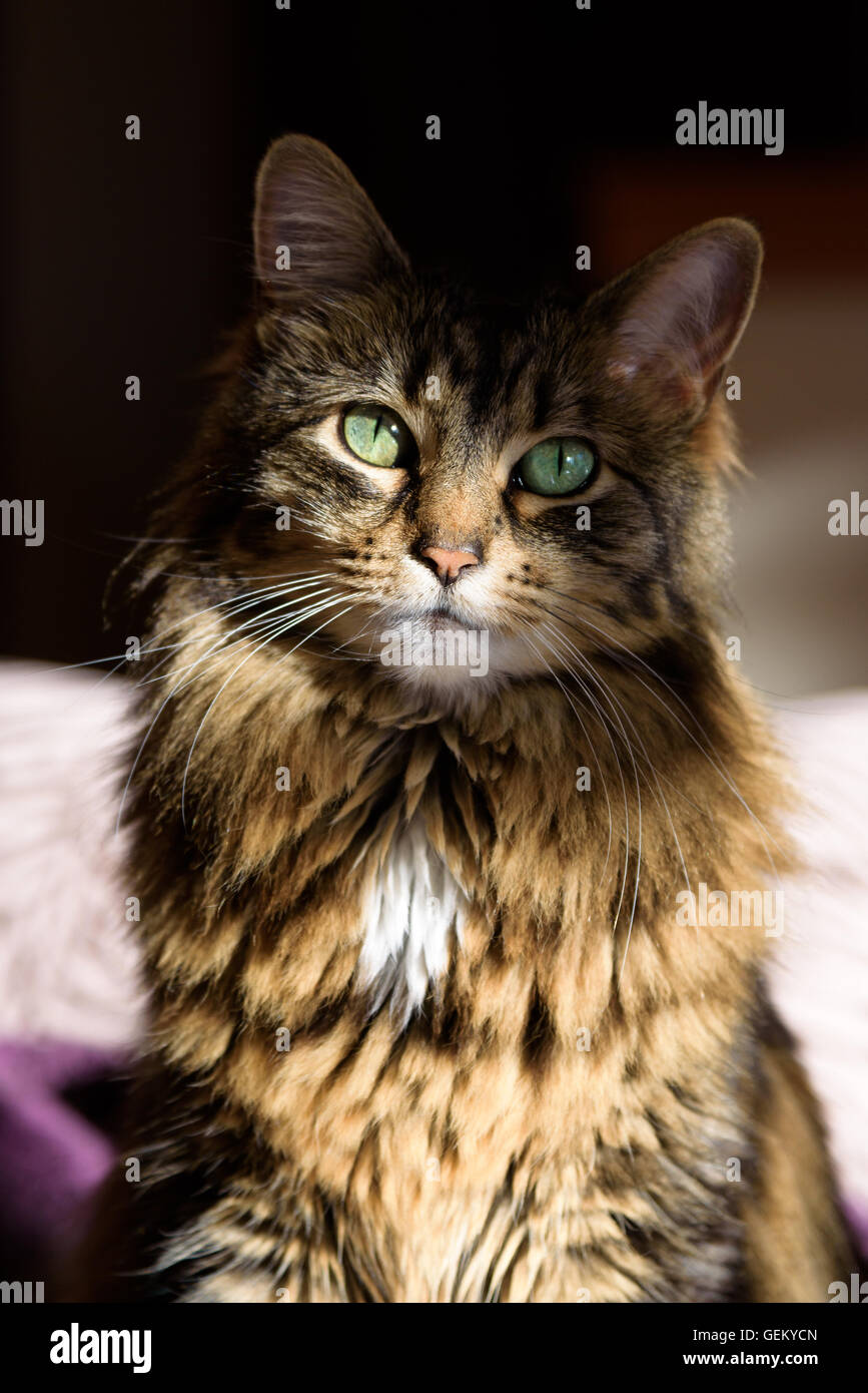 Dramatic lighting portrait of a cat Stock Photo - Alamy