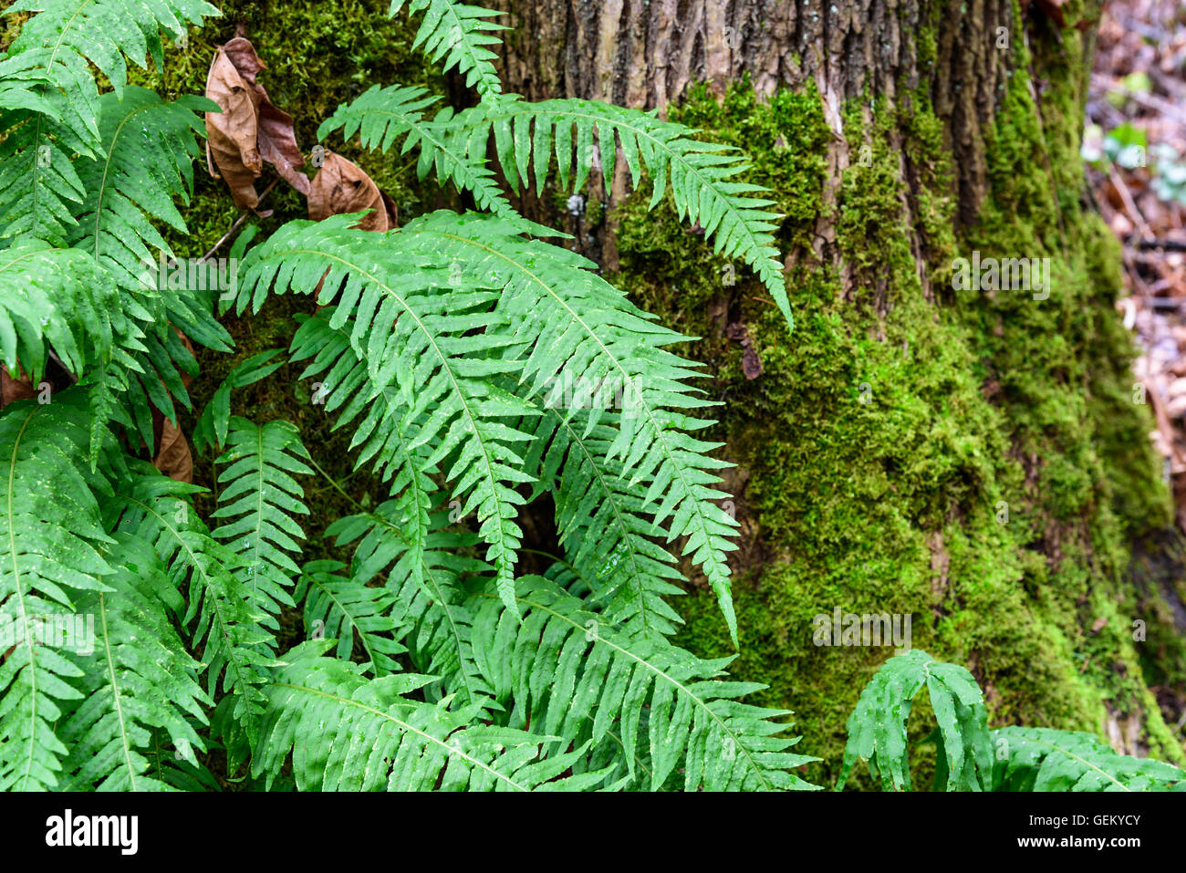 Vibrant winter scene in the woods, closeup of fern growing from a tree ...