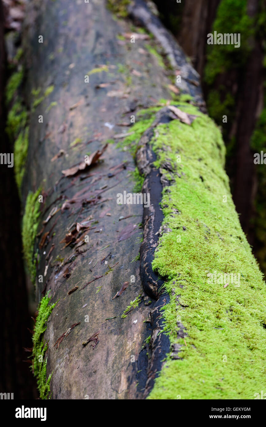 Nurse log tree hi-res stock photography and images - Alamy
