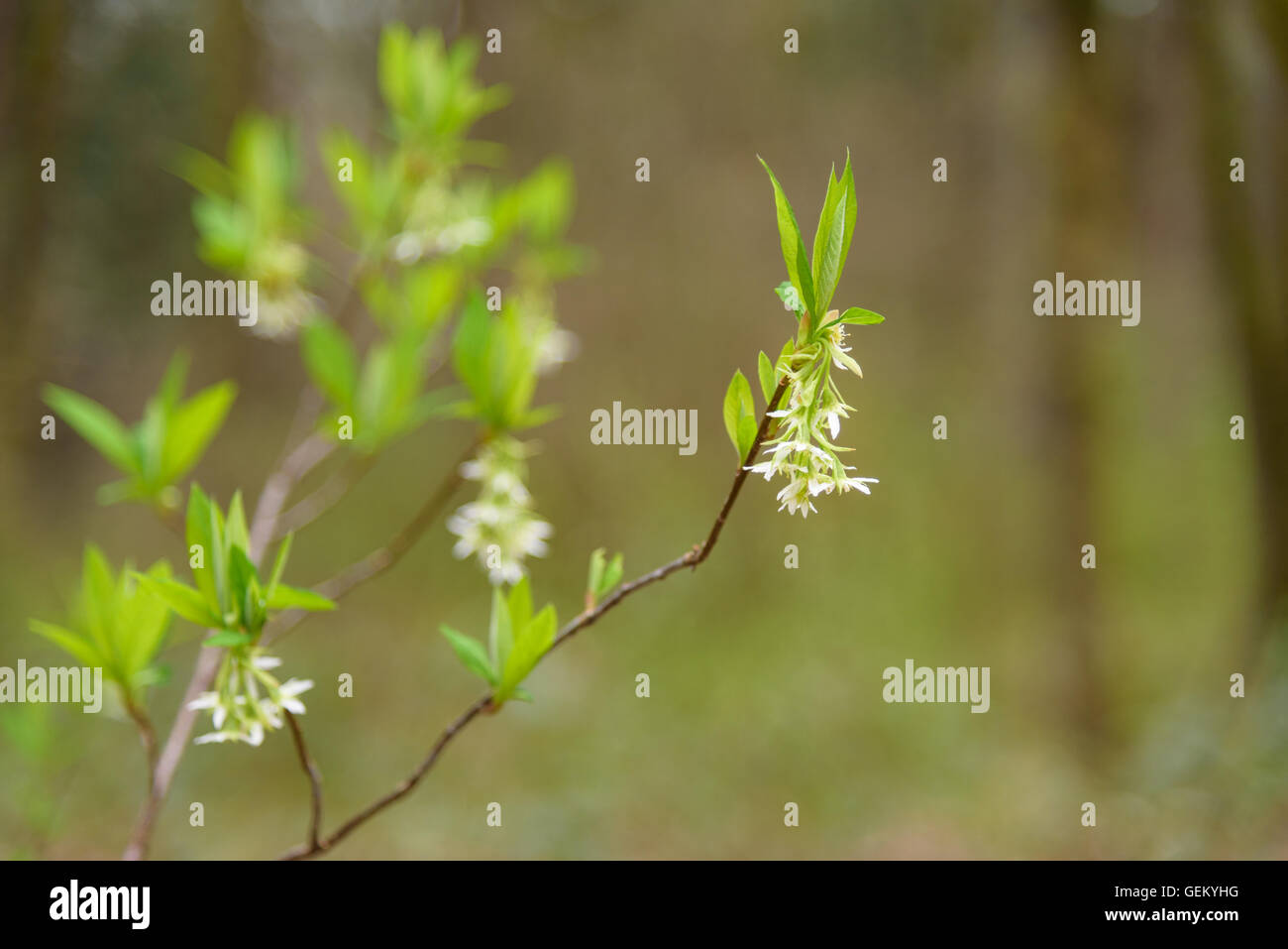 Early signs of spring with fresh growth in the woods Stock Photo - Alamy