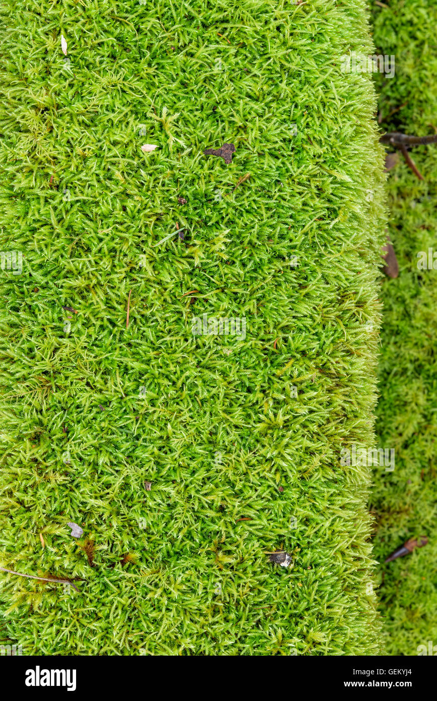 Close-up of moss covering a foundation, as a background Stock Photo - Alamy