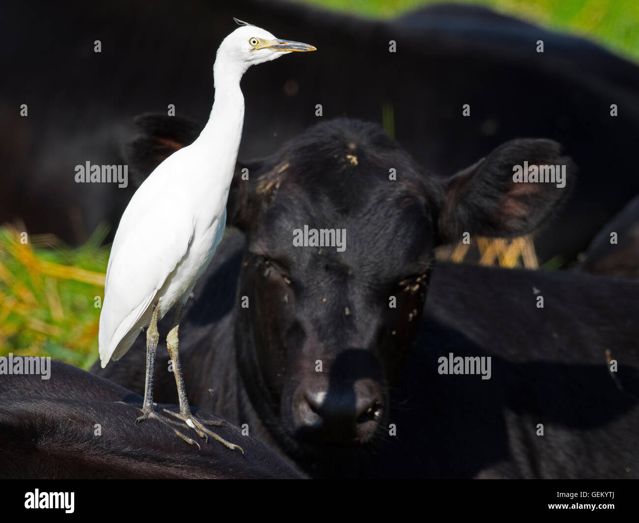 Juvenile Cattle Egret Standing on Cattle Stock Photo - Alamy