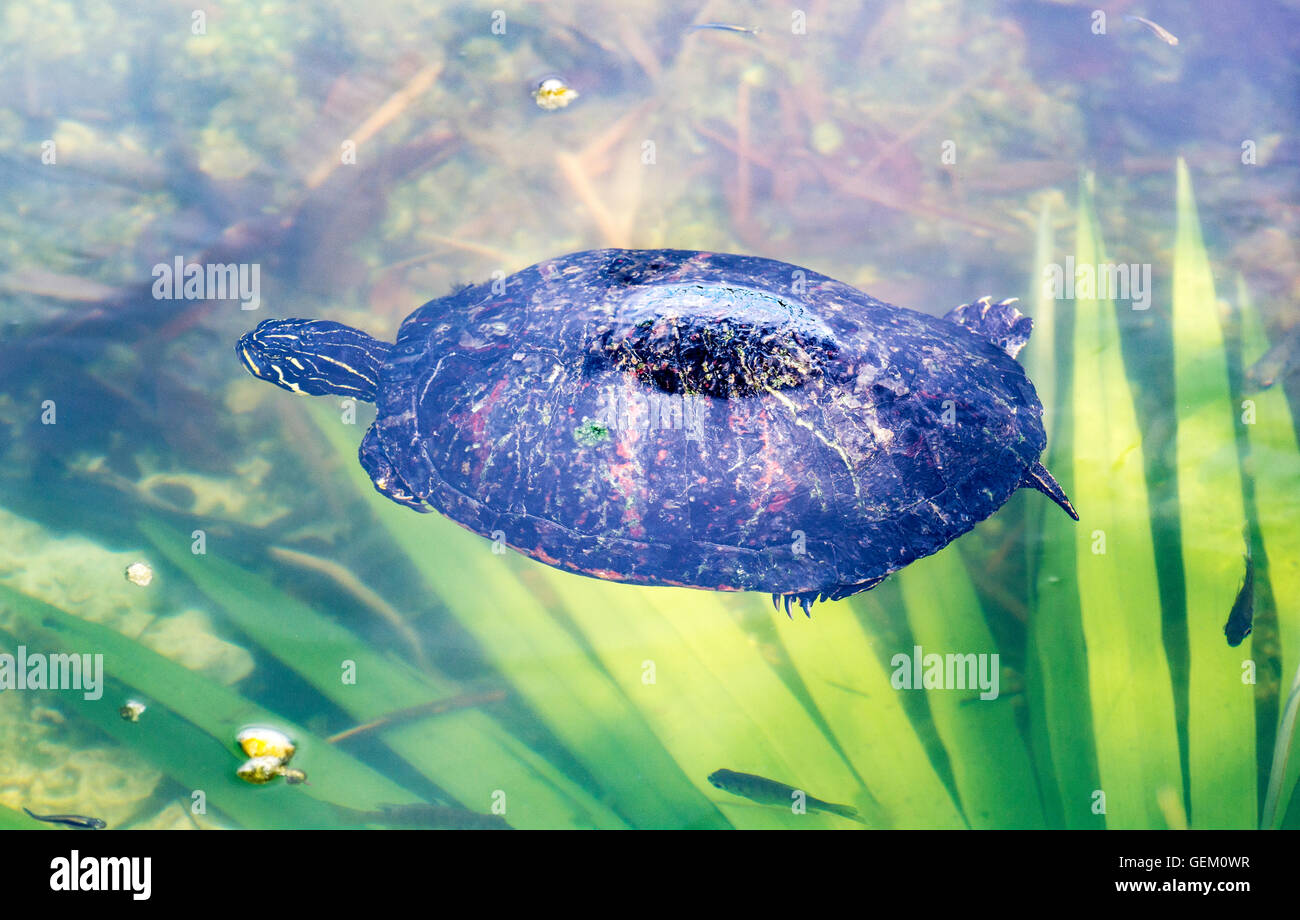 Florida, Big Pine Key, National Key Deer Refuge, The Blue Hole ...