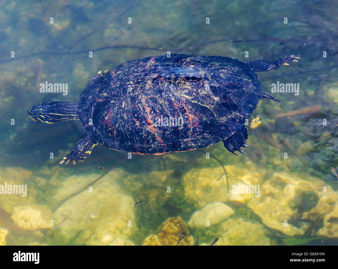 American freshwater turtle hi-res stock photography and images - Alamy