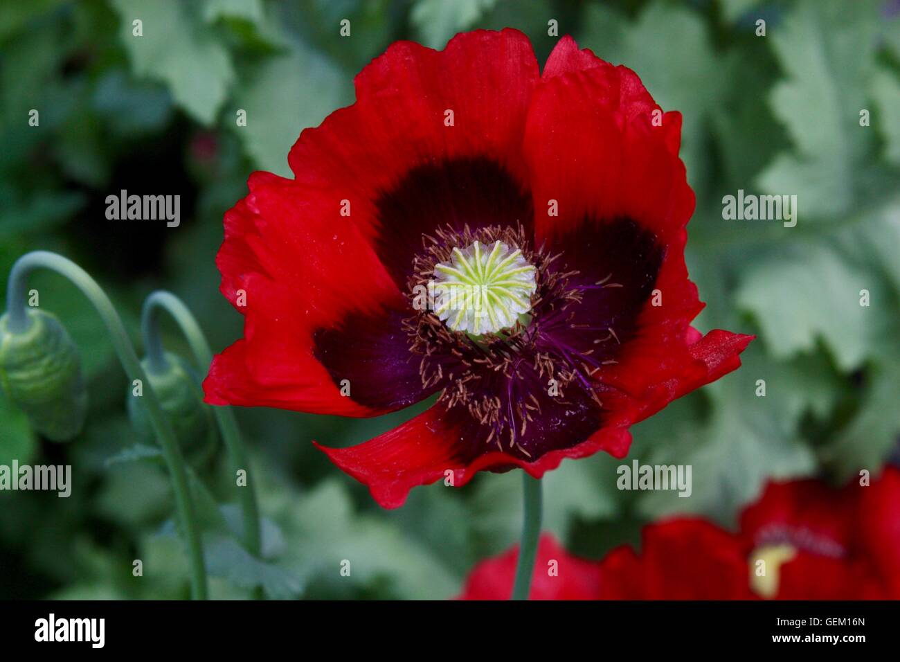 One small red poppy hi-res stock photography and images - Alamy