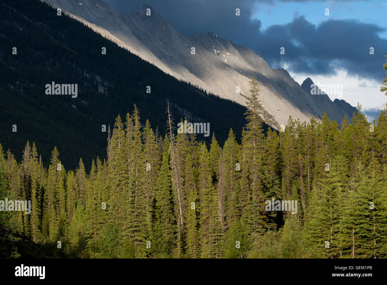 Wildlife and wilderness hi-res stock photography and images - Alamy