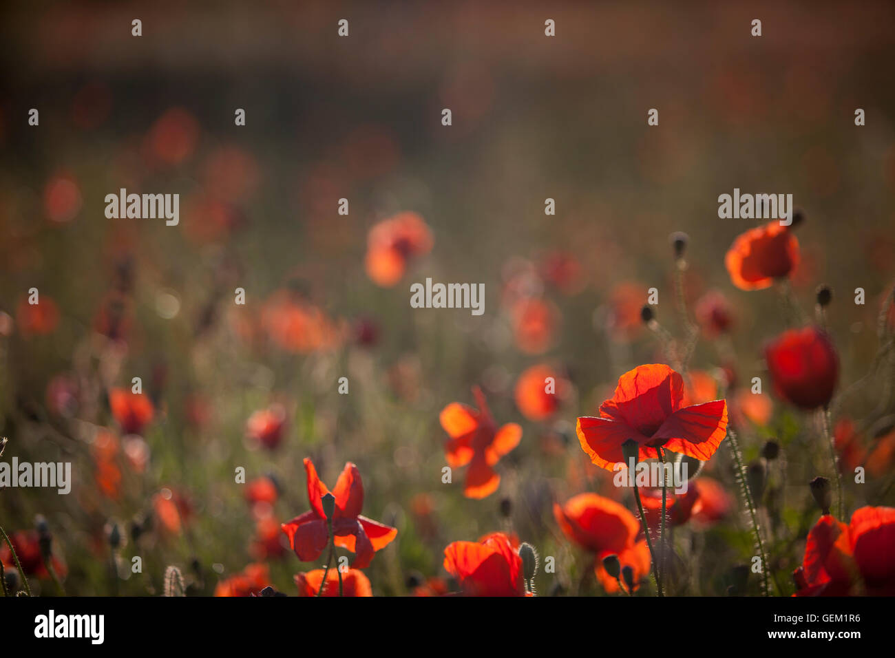 Poland national flower hi-res stock photography and images - Alamy