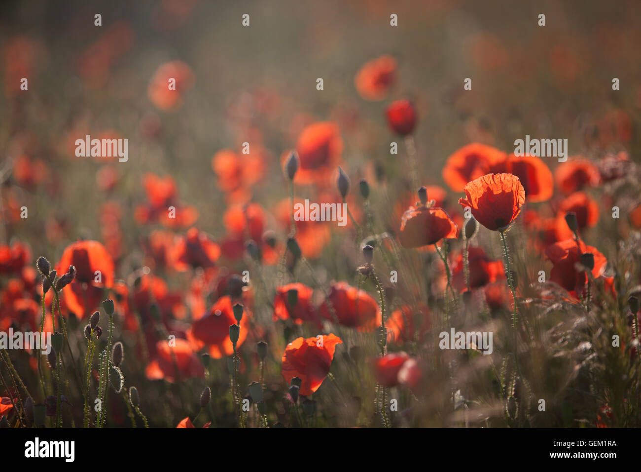 Poland national flower hi-res stock photography and images - Alamy