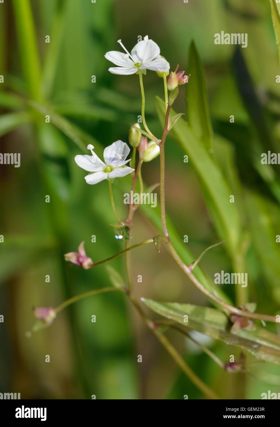 Marsh Speedwell - Veronica scutellata Small Wetland Flower Stock Photo ...