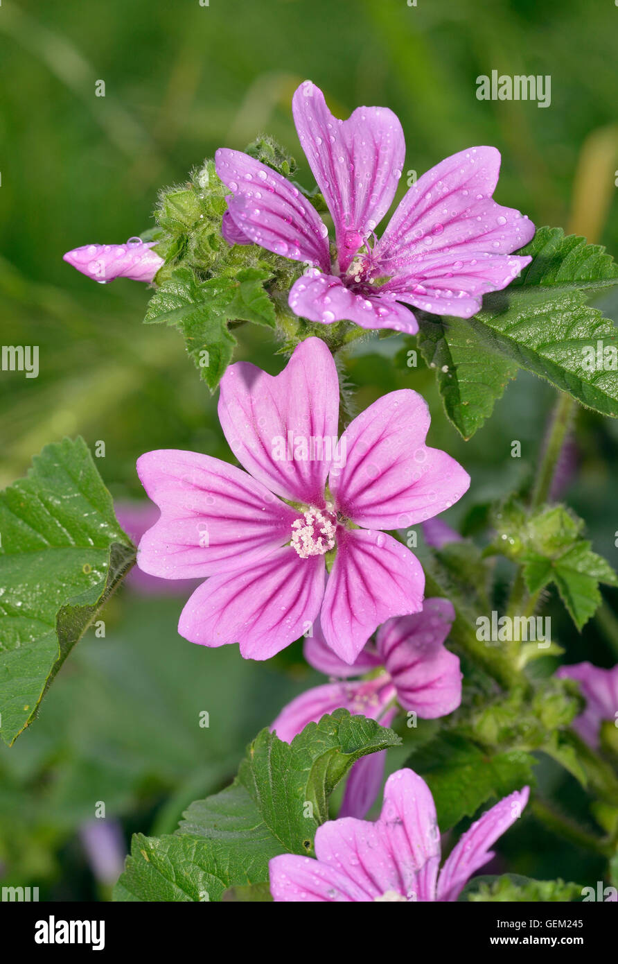 Common Mallow - Malva sylvestris Pink Wild Flower Stock Photo - Alamy