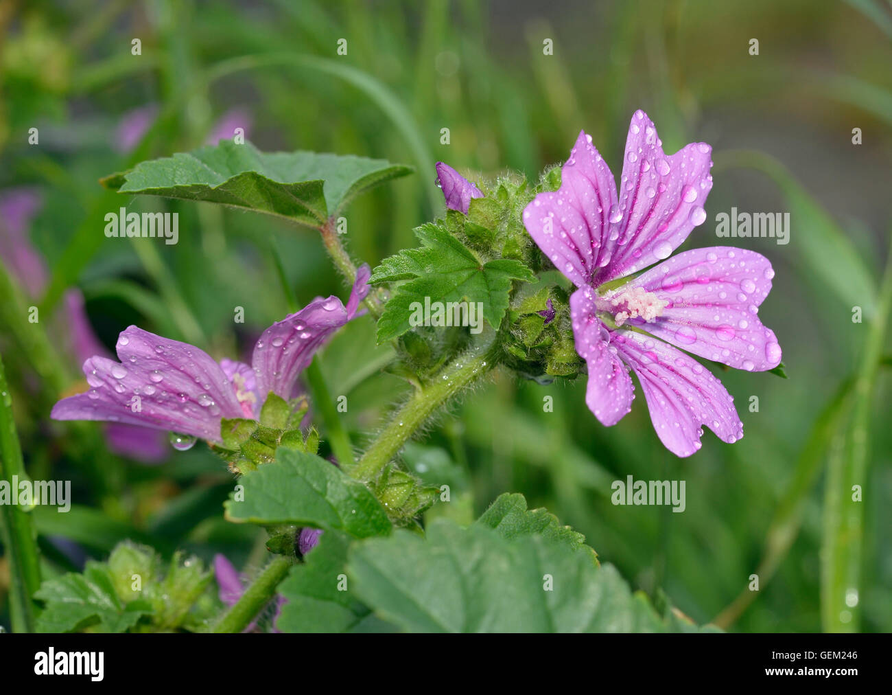 Common Mallow - Malva sylvestris Pink Wild Flower Stock Photo - Alamy