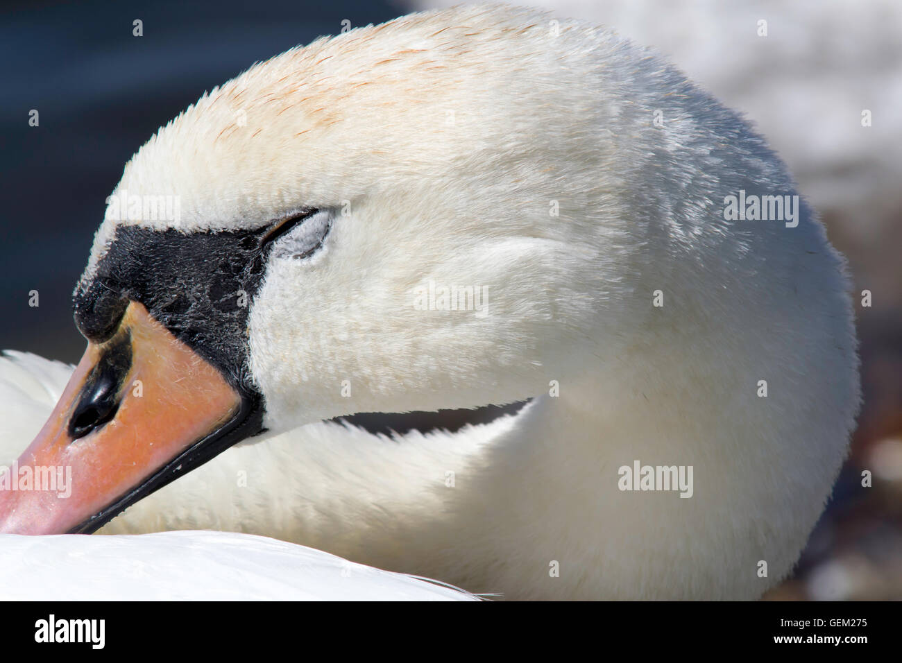 Swan sleeping hi-res stock photography and images - Alamy