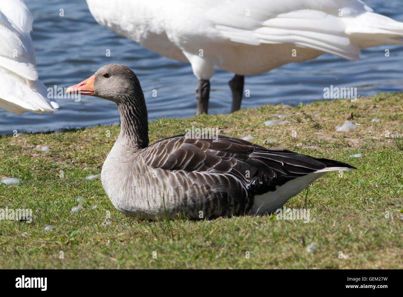 Grey goose (Anser anser Stock Photo - Alamy
