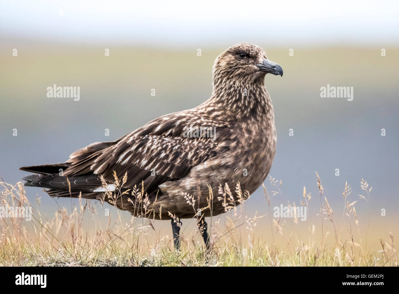 Stercorarius skua hi-res stock photography and images - Alamy