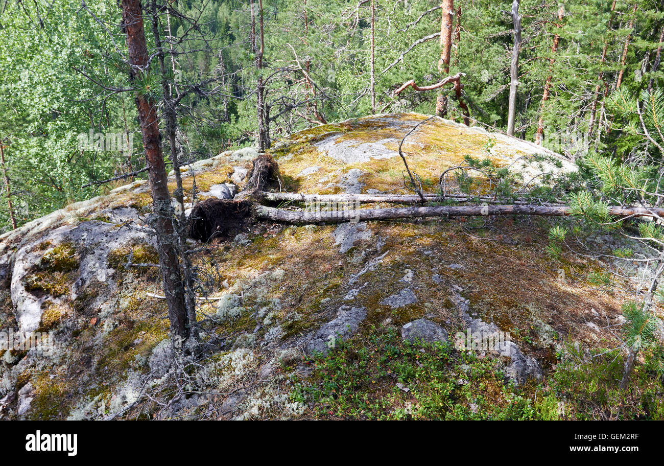 Forest view hi-res stock photography and images - Alamy