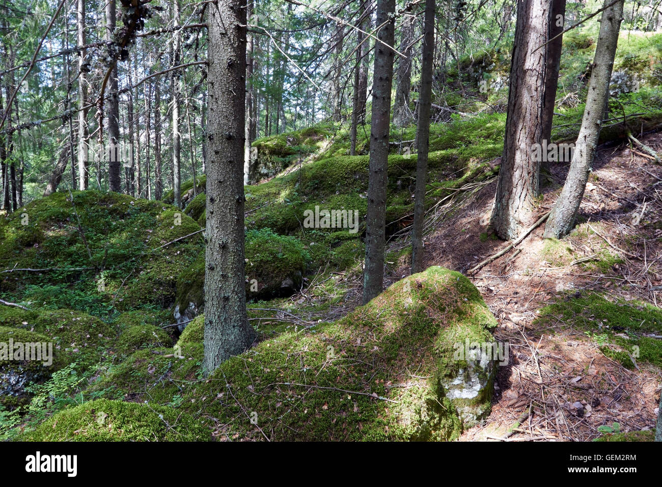 Coniferous forest finland hi-res stock photography and images - Alamy