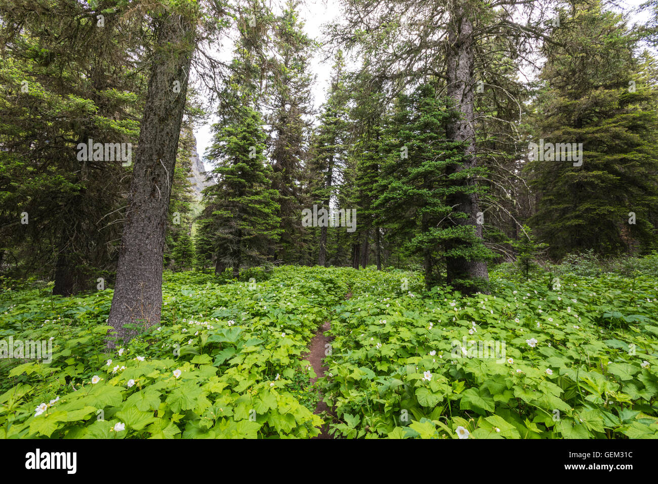 Trail OverGrown With Thimbleberry in forest Stock Photo - Alamy