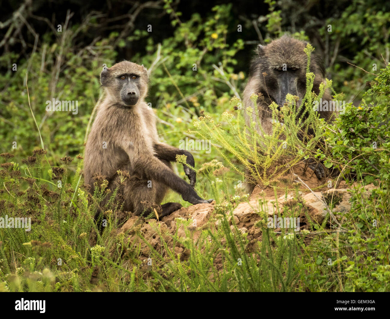 Africa chacma monkey hi-res stock photography and images - Alamy