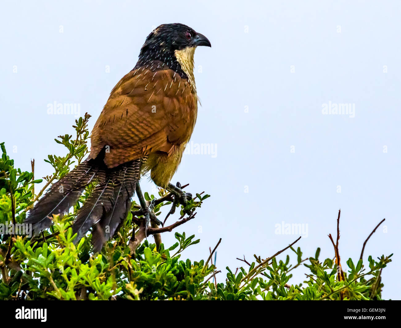 Burchell's Coucal Centropus burchelli Stock Photo - Alamy