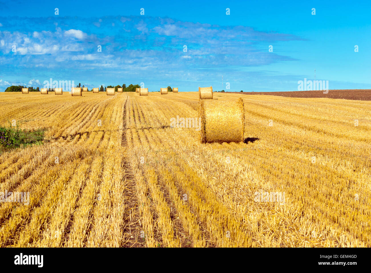 Stacks of straw - bales of hay, rolled into stacks left after ...