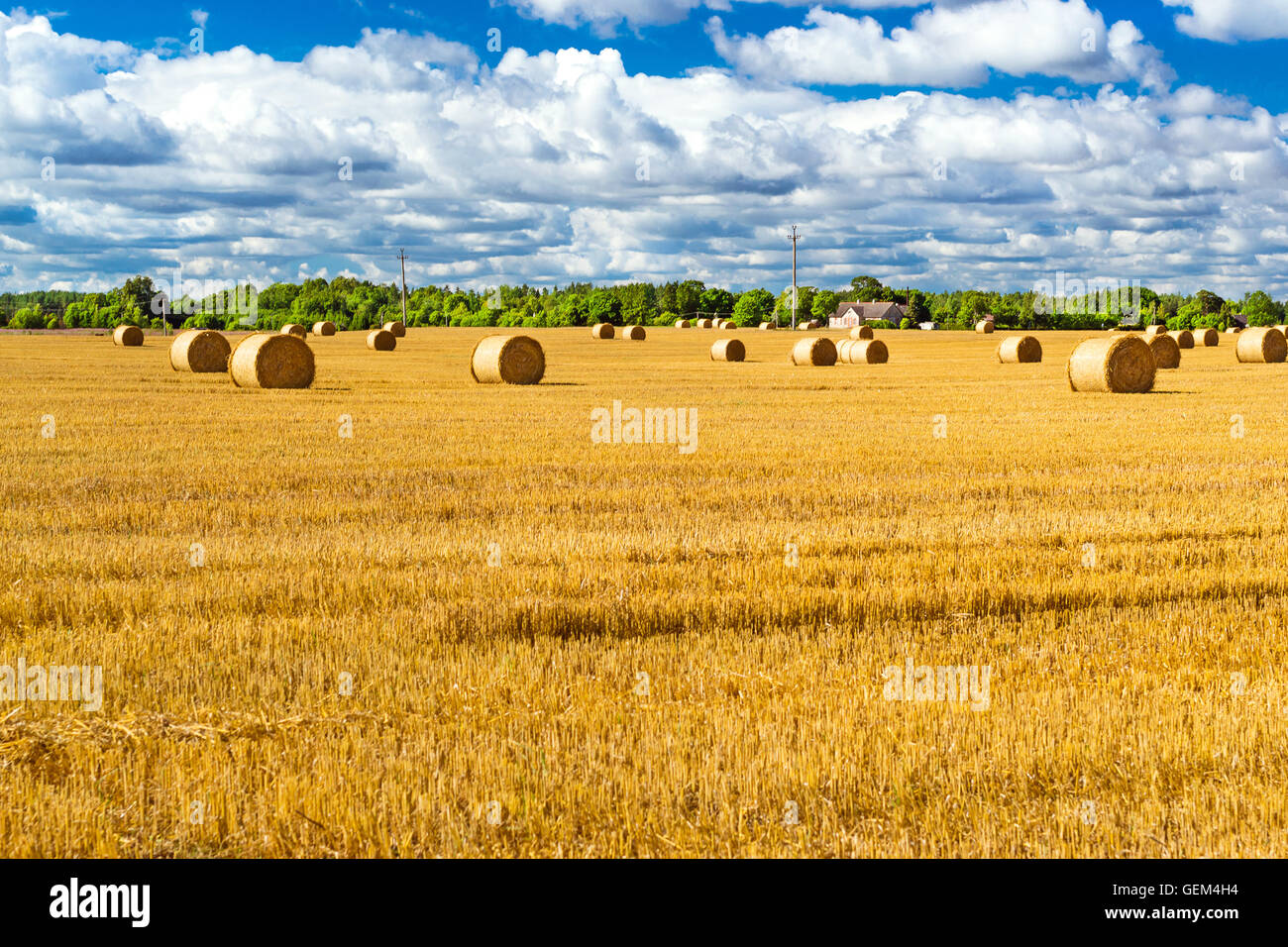 Stacks of straw - bales of hay, rolled into stacks left after ...