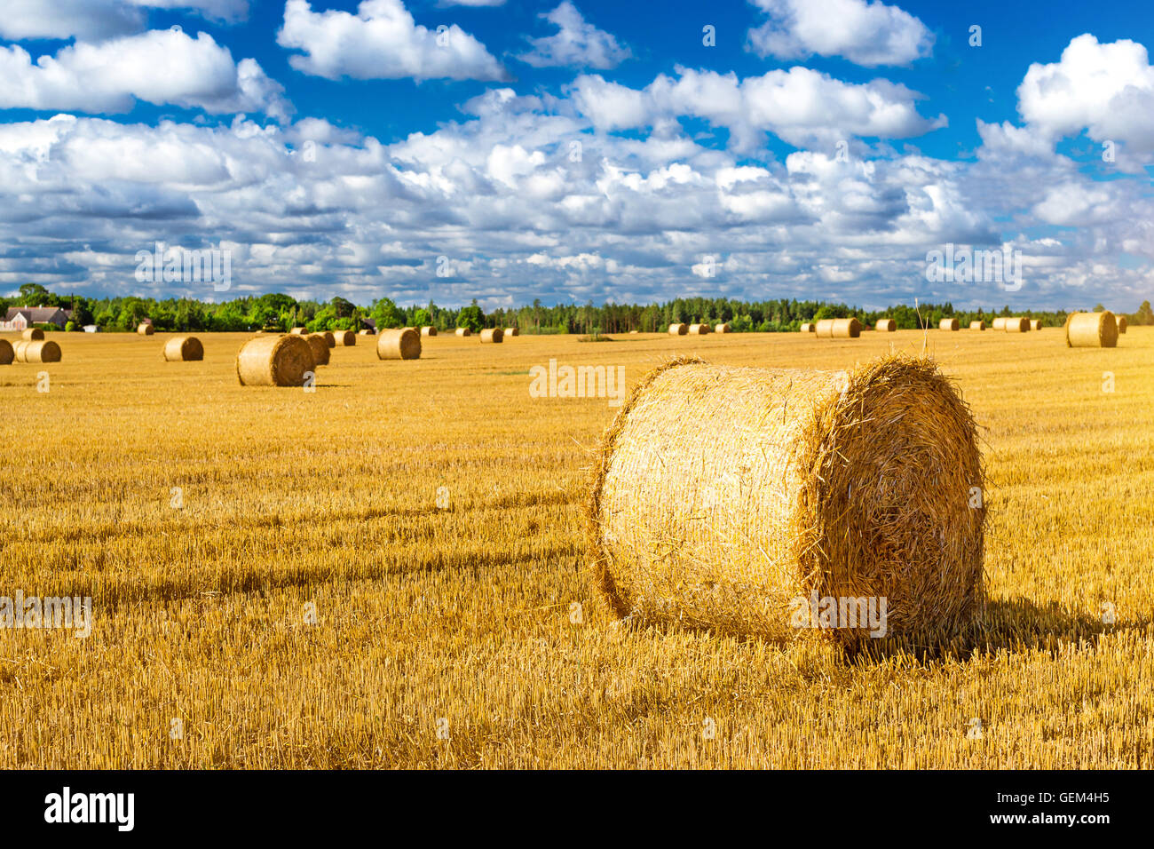 Stacks of straw - bales of hay, rolled into stacks left after ...