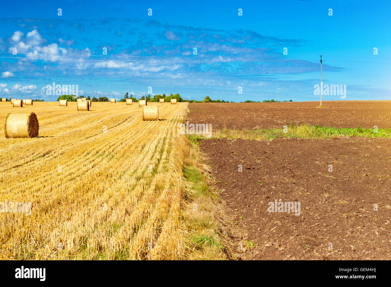 Stacks of straw - bales of hay, rolled into stacks left after ...