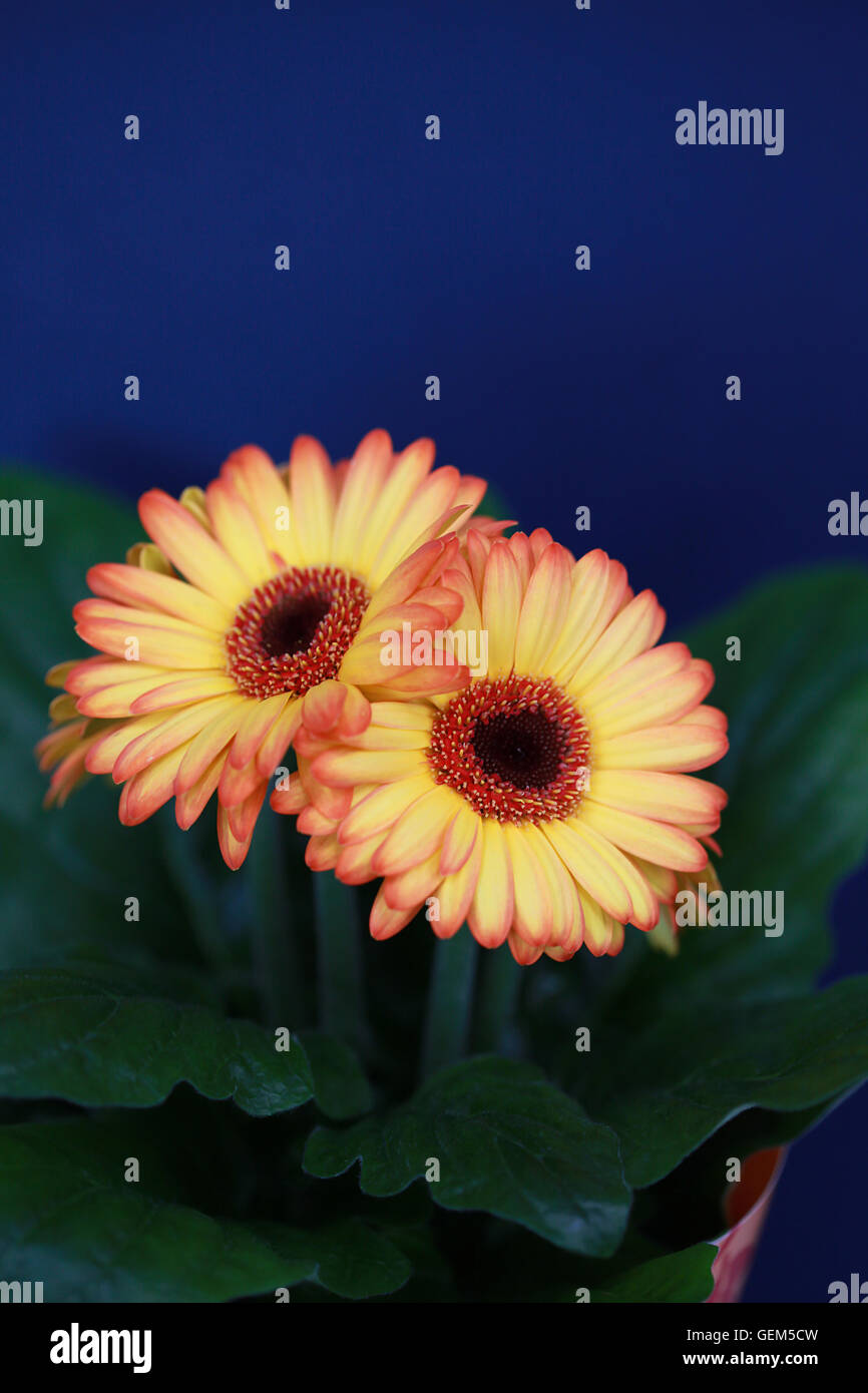 Gerbera plant pot hi-res stock photography and images - Alamy