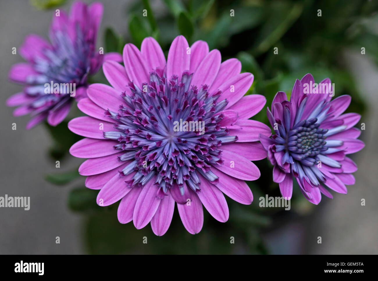 Purple Double Osteospermum Flower Stock Photo - Alamy