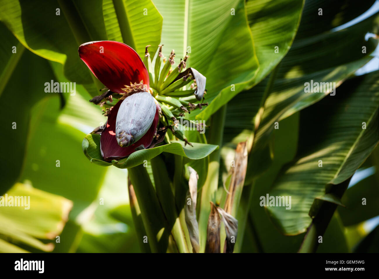 Beautiful Thailand view - banana palms, thai flora Stock Photo - Alamy