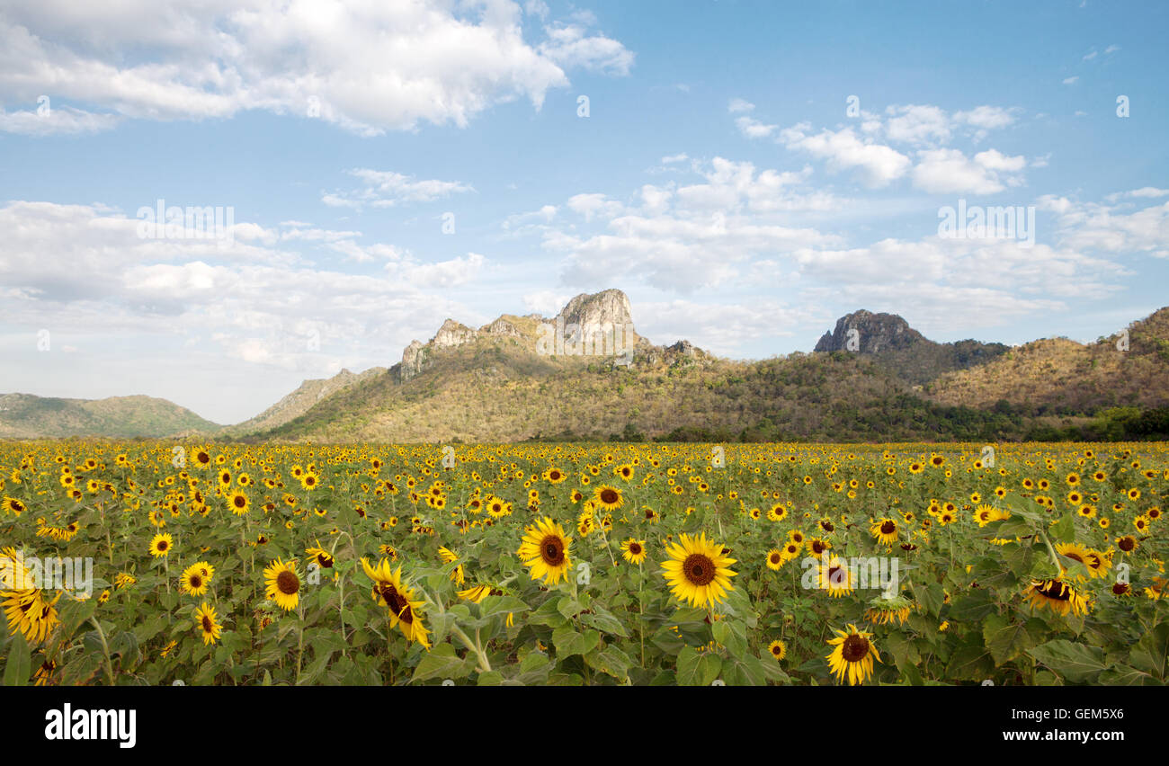 view of nice sunflower valley with mountain on the background during ...