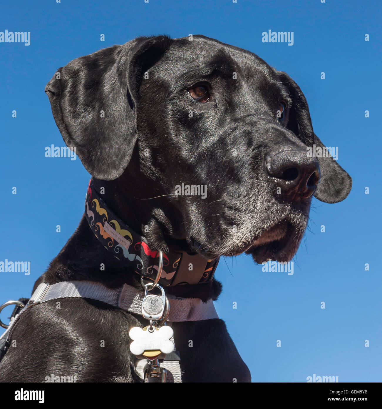 Blue great dane hi-res stock photography and images - Alamy